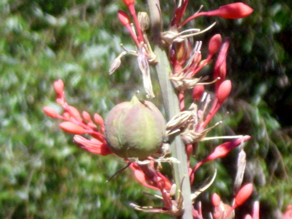 Red [False] Yucca | Project Noah