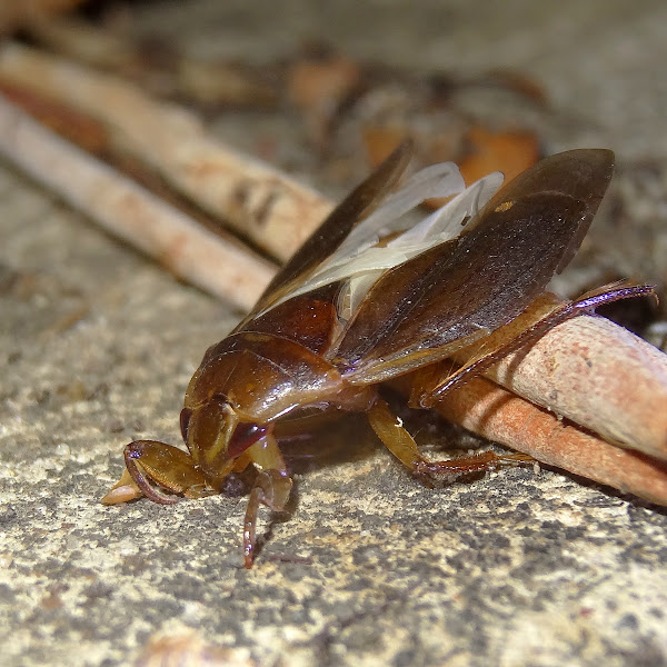 Small Giant Waterbug | Project Noah