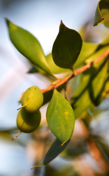 Broad-leaved Geebung | Project Noah