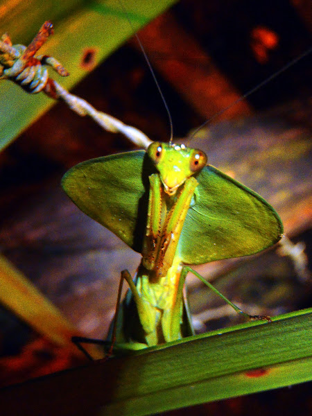 Peruvian Shield Mantis | Project Noah