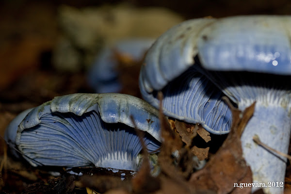 Indigo Milk Cap | Project Noah