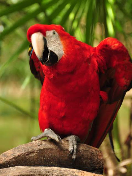 Captive Scarlet Macaw | Project Noah