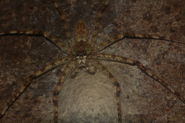 Lichen Spider | Project Noah