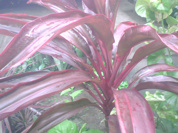 red ti plant | Project Noah