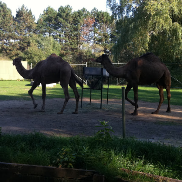 Camels | Project Noah