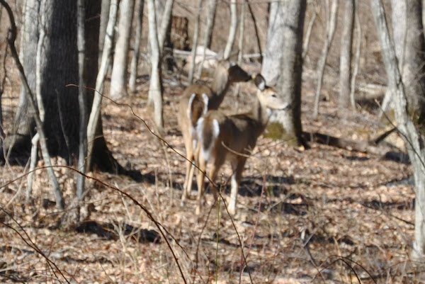 white-tailed deer | Project Noah