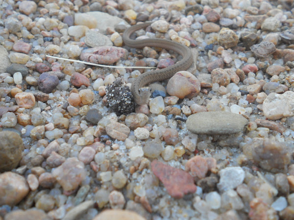 Texas brown snake | Project Noah