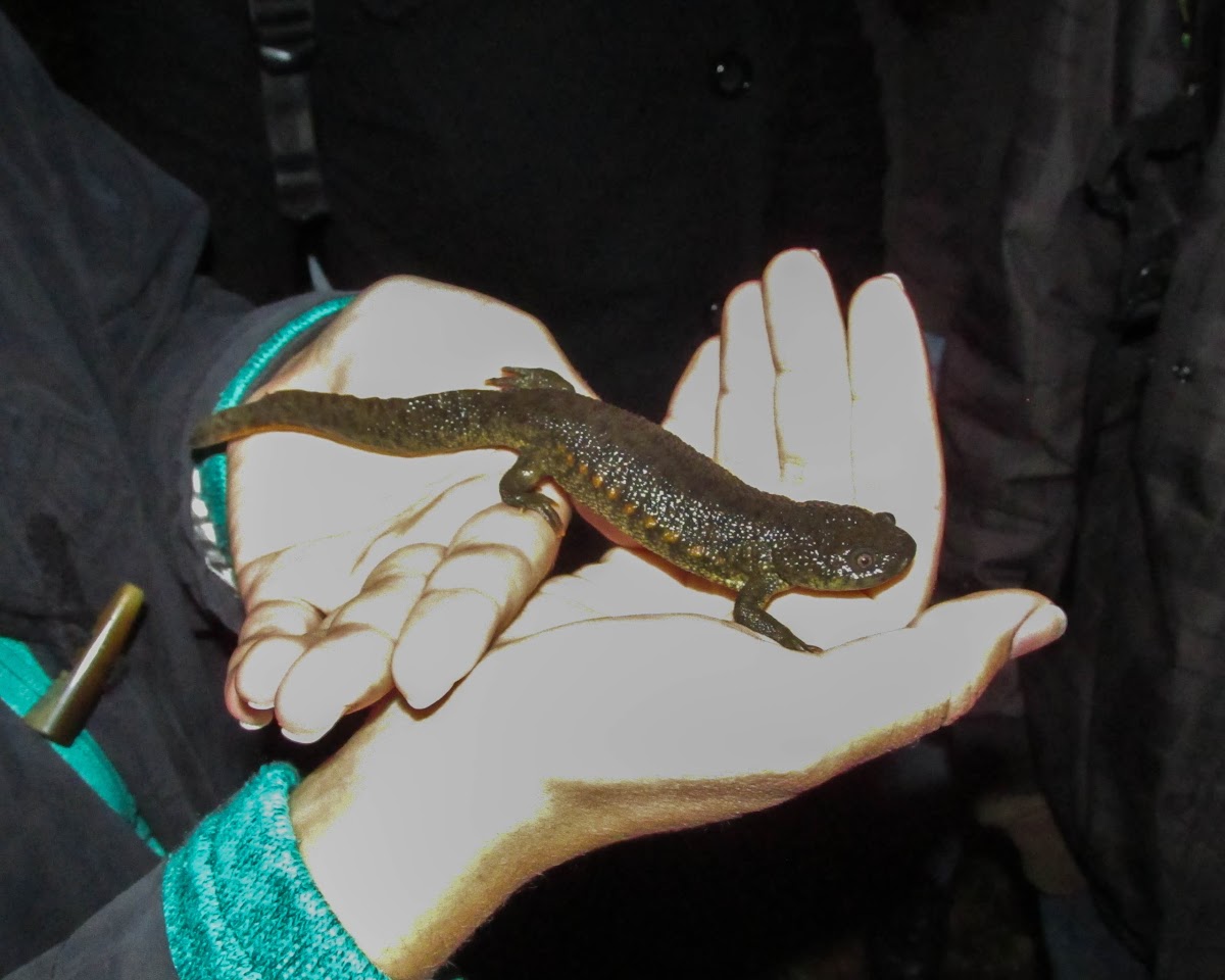 Iberian ribbed newt | Project Noah