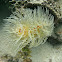 Feather Duster Worm | Project Noah