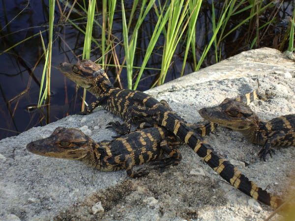 American Alligators | Project Noah