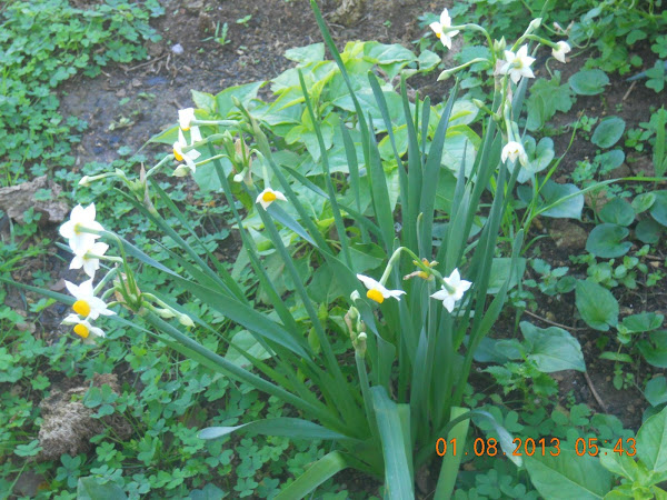 French Daffodil | Project Noah