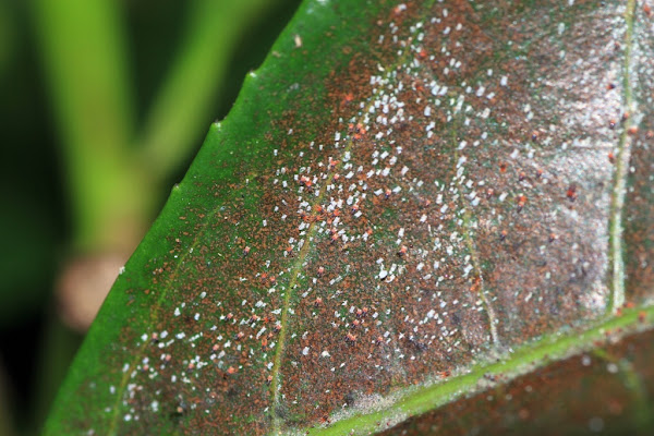 Red spider mite | Project Noah