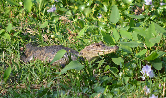 Pululo | Project Noah