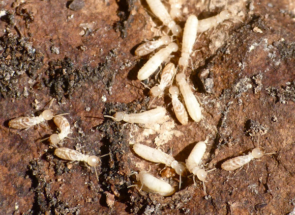 Formosan subterranean termite | Project Noah