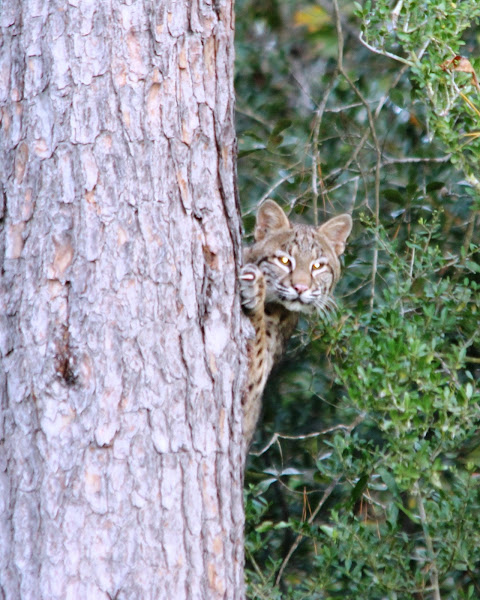Bobcat | Project Noah