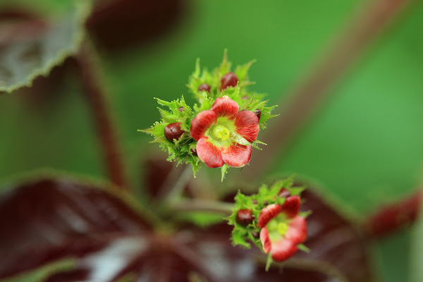 Bellyache Bush | Project Noah