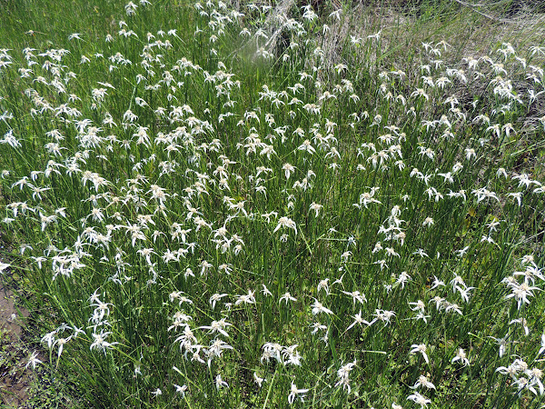 White-topped Sedge | Project Noah