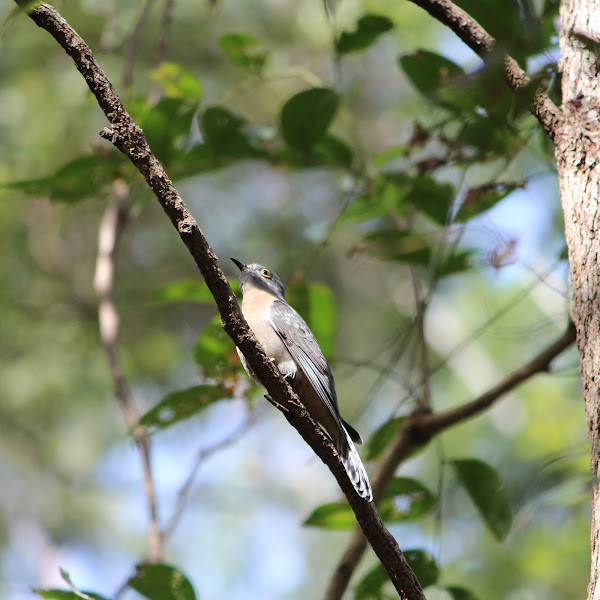 Fan-tailed Cuckoo | Project Noah