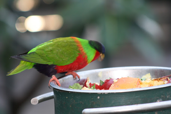 Collared lory | Project Noah