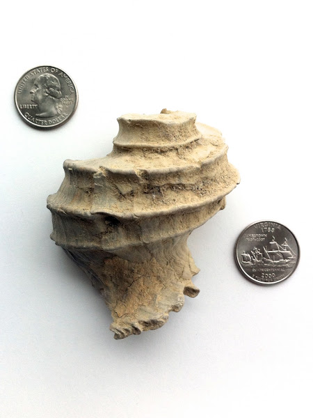 Fossil sea snail shell | Project Noah