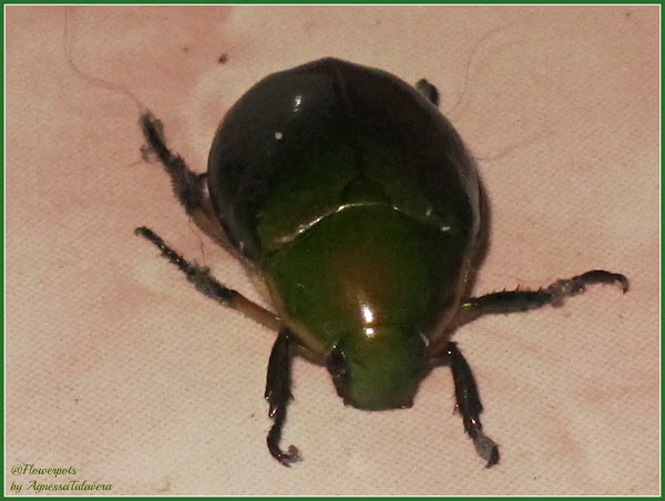 Anomala Scarab Beetle | Project Noah