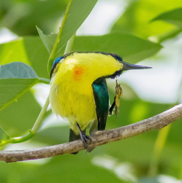Metallic-winged Sunbird | Project Noah