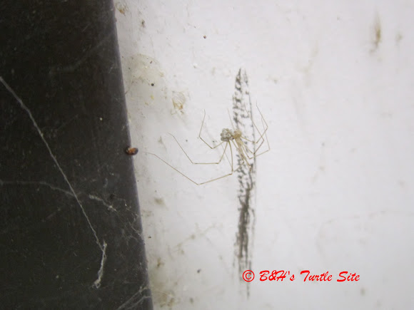 Cellar Spider | Project Noah