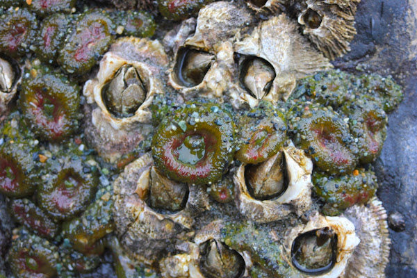 Aggregating Anemone | Project Noah