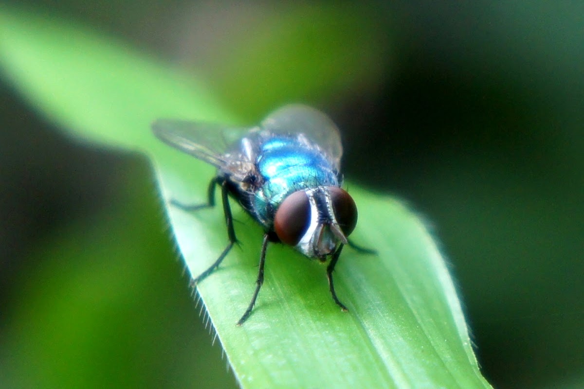 Green Bottle Fly | Project Noah