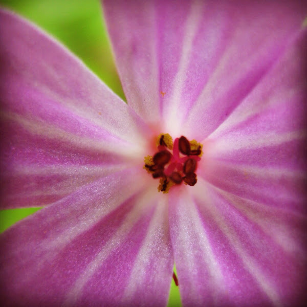 Herb Robert | Project Noah