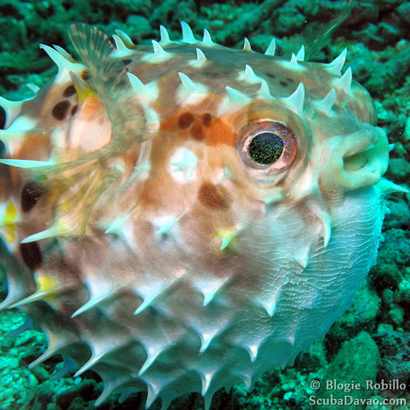 Birdbeak Burrfish | Project Noah