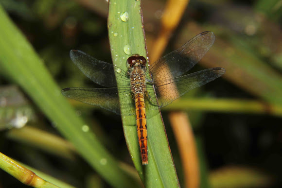 Pygmy Percher | Project Noah