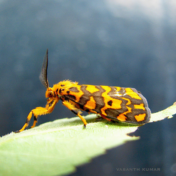 unknown moth | Project Noah