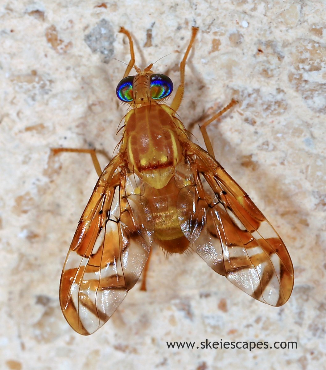 Mexican Fruit Fly | Project Noah