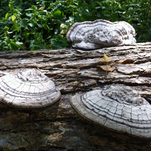 Bracket mushroom | Project Noah