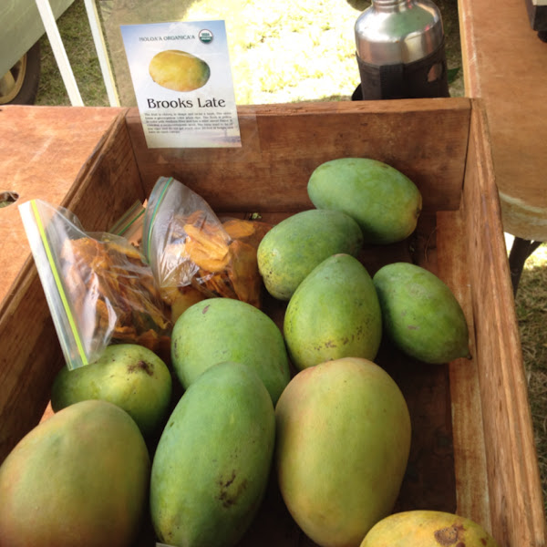 Brooks late mango | Project Noah