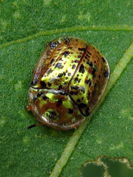 Spotted Tortoise Beetle | Project Noah