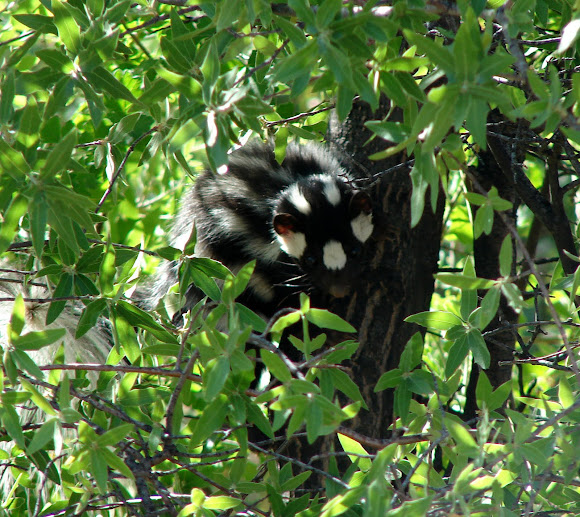 Eastern Spotted Skunk | Project Noah