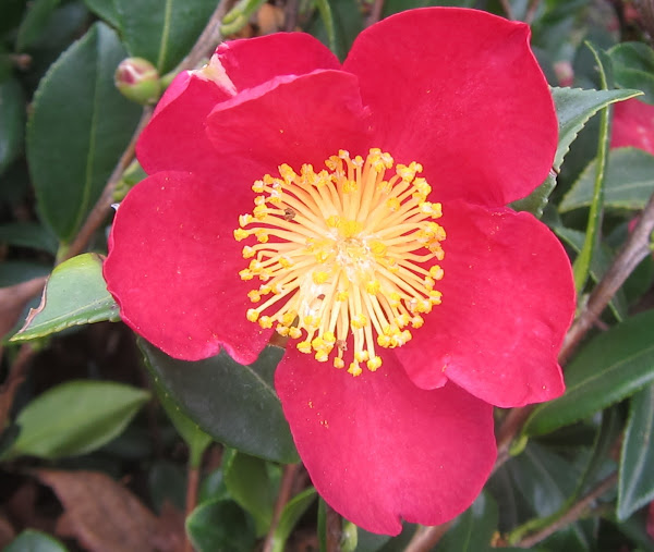 Red Camellias | Project Noah