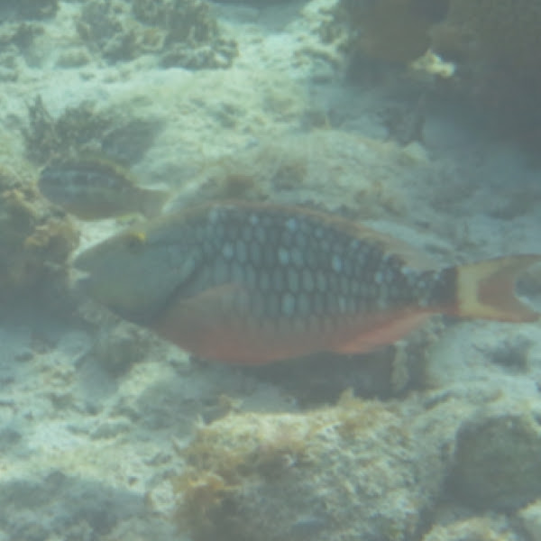 Stoplight Parrotfish Initial phase | Project Noah