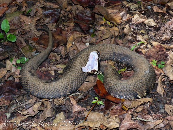 Cottonmouth (adult) | Project Noah