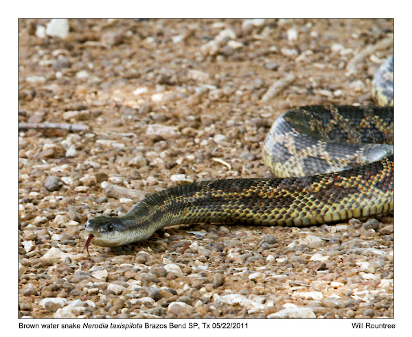 Texas Rat Snake | Project Noah