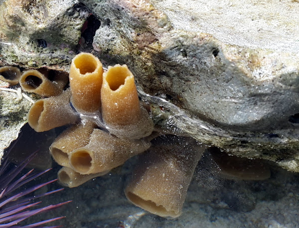 Soft Tube Coral (?) | Project Noah