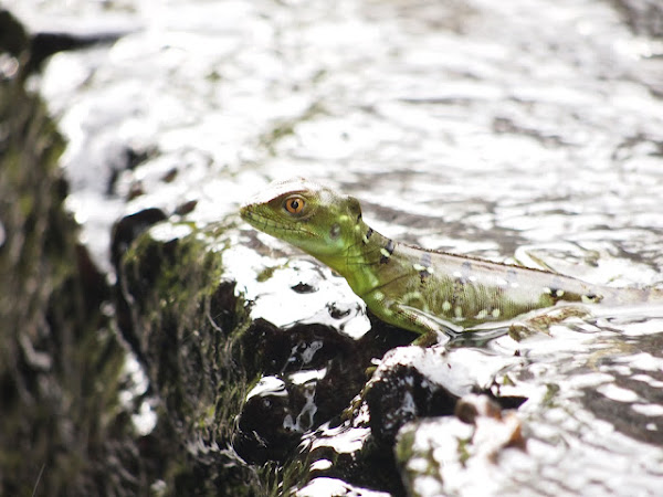 Plumed basilisk | Project Noah