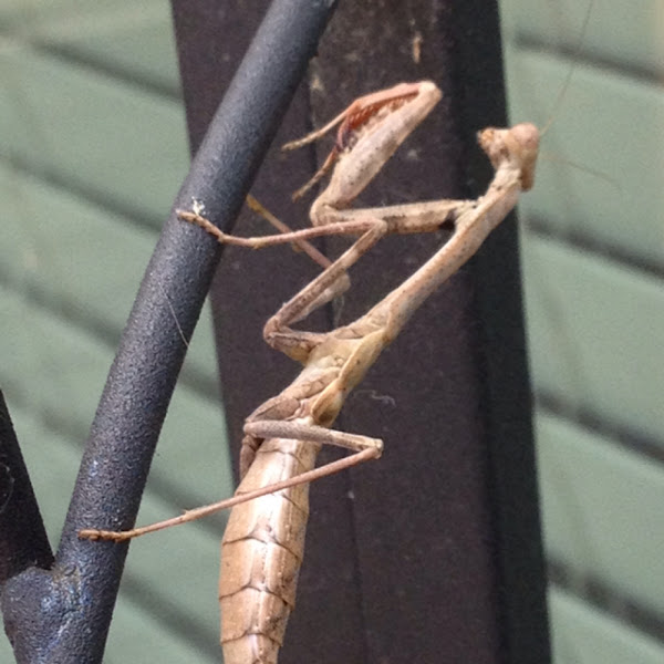 Carolina Mantis | Project Noah