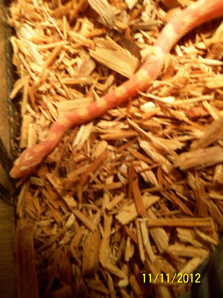 Sunglow Corn Snake | Project Noah