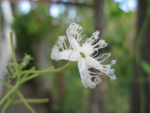 Serpent gourd | Project Noah