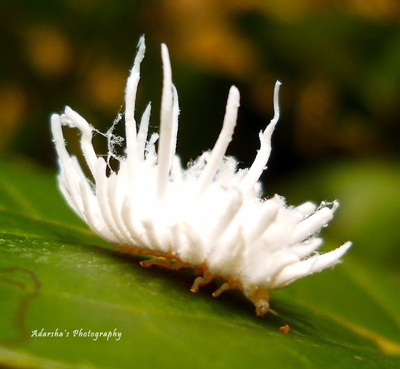 Mealy bug destroyer | Project Noah