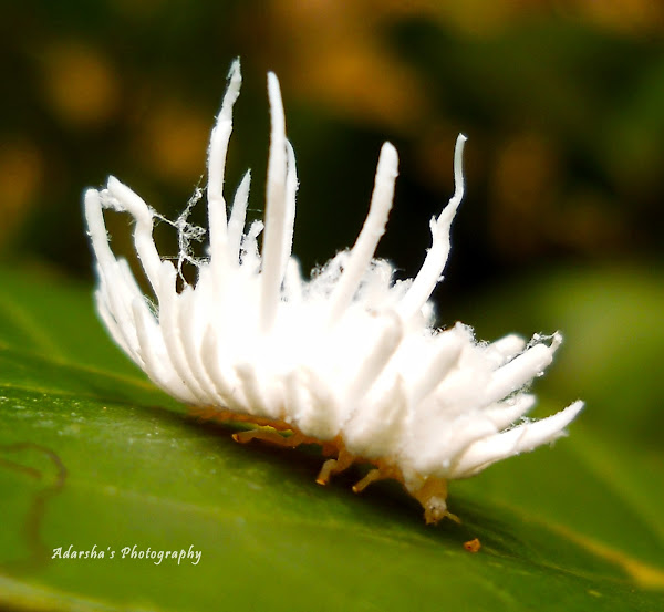 Mealy bug destroyer | Project Noah