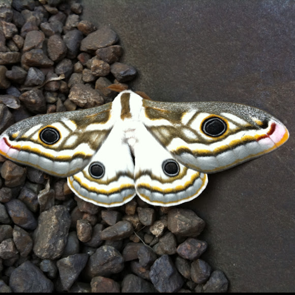 Southern Marbled Emperor | Project Noah